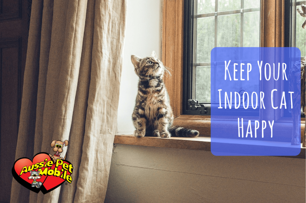 Keep Your Indoor Cat Happy | Aussie Pet Mobile