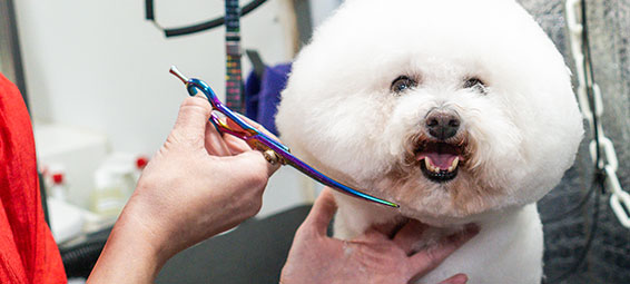 Dog Grooming Services | Aussie Pet Mobile